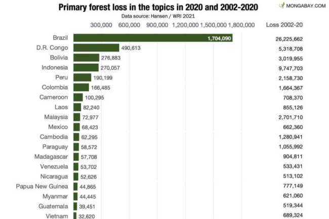 Global forest loss increased in 2020 - Forestry in South Africa