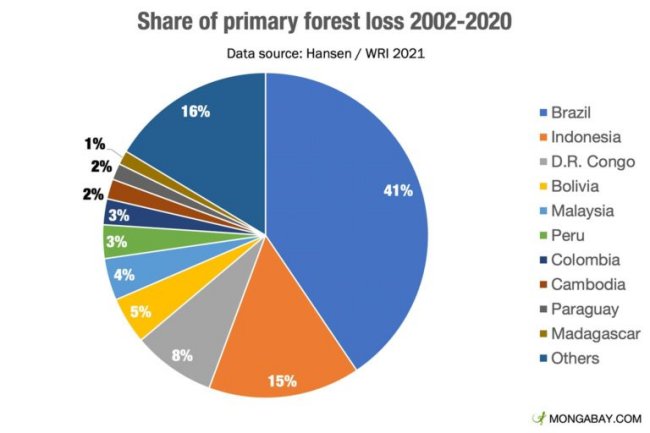 Global forest loss increased in 2020 - Forestry in South Africa