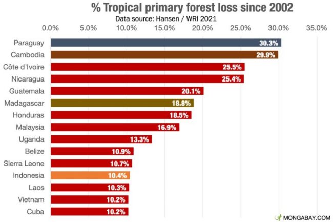 Global forest loss increased in 2020 - Forestry in South Africa