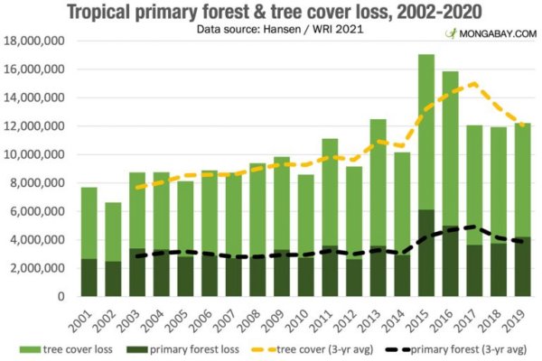 Global forest loss increased in 2020 - Forestry in South Africa