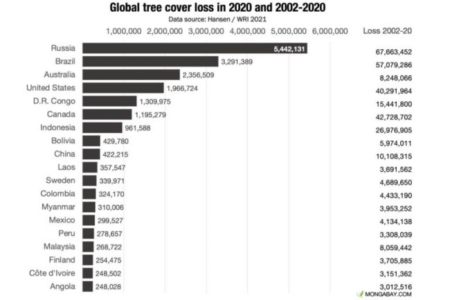 Global forest loss increased in 2020 - Forestry in South Africa