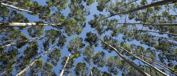 Three SA researchers shortlisted in international forestry research ...